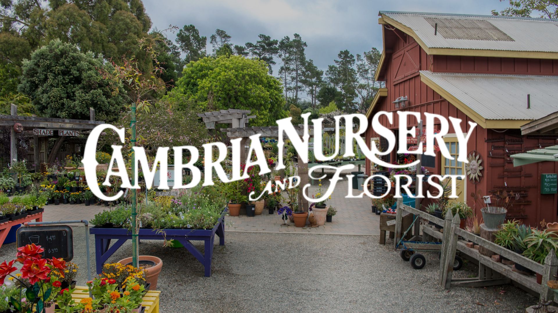 Home - Cambria Nursery and Florist