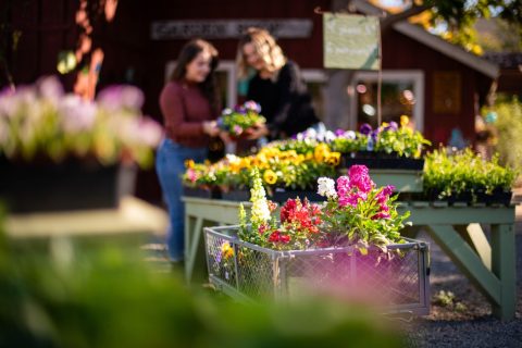 Spring Bloom Weekend & Gardening Tips: Get Ready for the Season ...