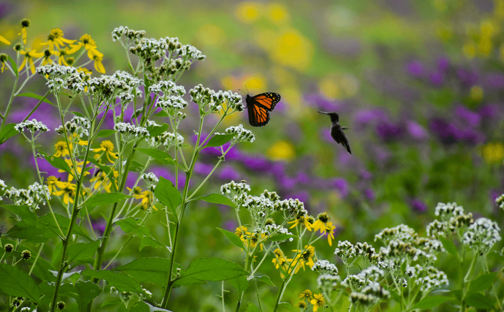 How to Create a Bee, Butterfly, and Pollinator-Friendly Garden This ...
