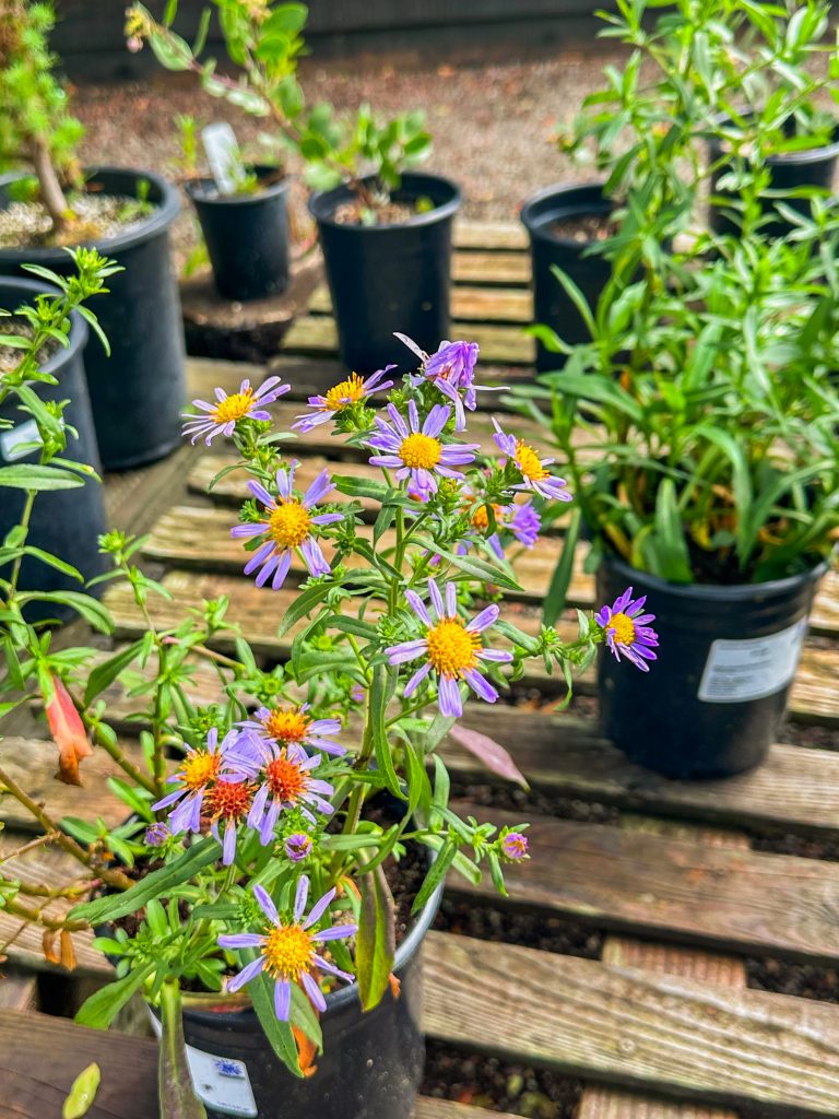 Discover the Beauty of California Native Plants at Cambria Nursery ...