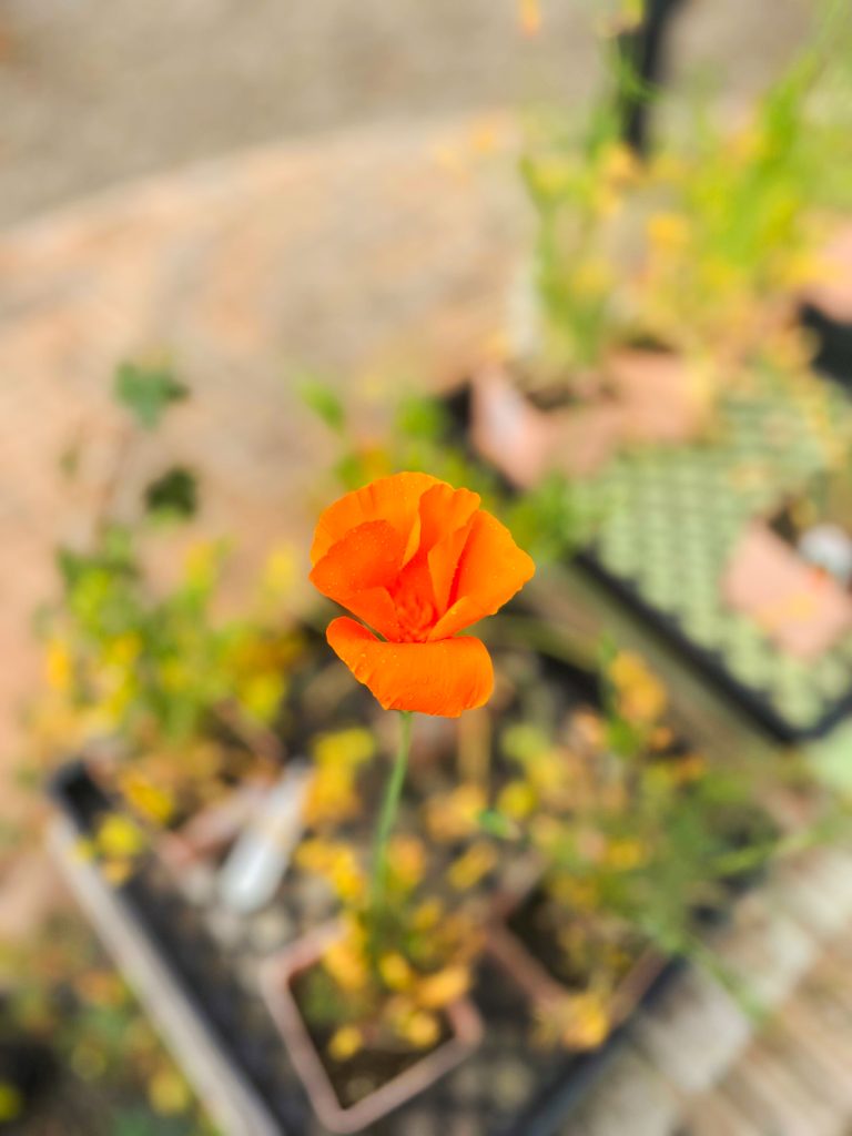 Discover the Beauty of California Native Plants at Cambria Nursery ...