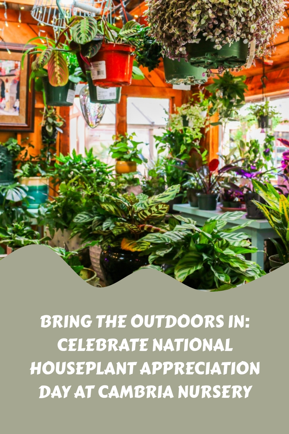 Bring the Outdoors In: Celebrate National Houseplant Appreciation Day ...